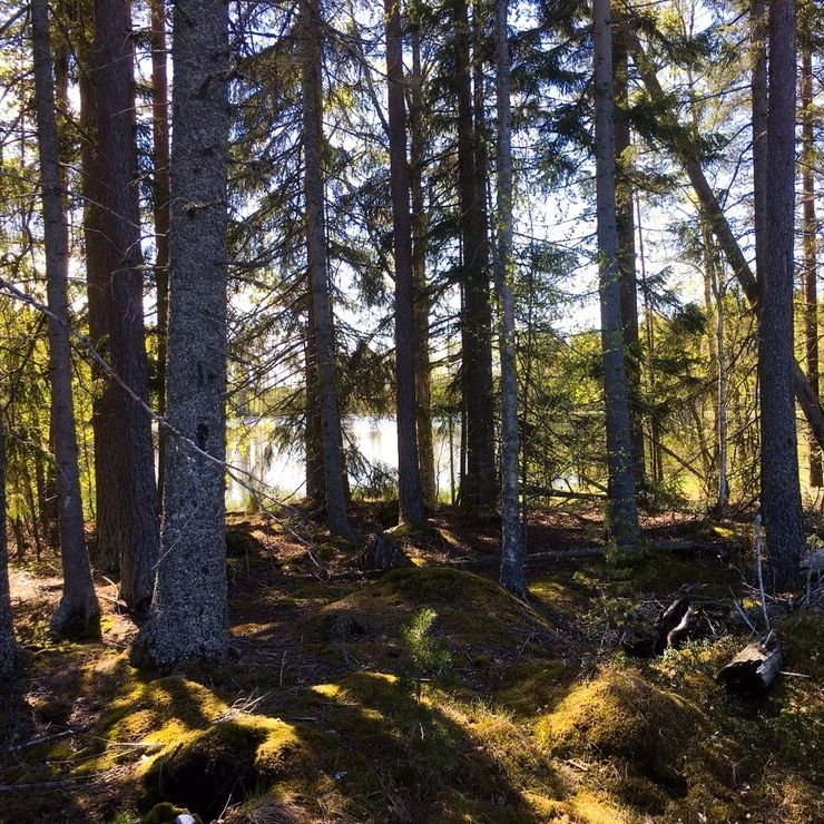 Helgvandring till Skogs kyrkoruin - Pilgrimstid